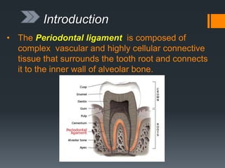 PERIODONTAL LIGAMENT.pptx | Dental Health | Diseases and Conditions