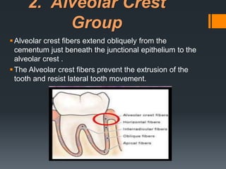 PERIODONTAL LIGAMENT.pptx | Dental Health | Diseases and Conditions