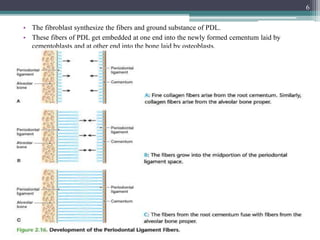 Periodontal ligament.pptx by Dr. Ira Gupta | PPT