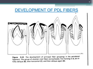 Periodontal ligament.pptx by Dr. Ira Gupta | PPT
