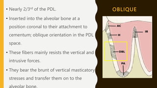 Periodontal ligament.pptx