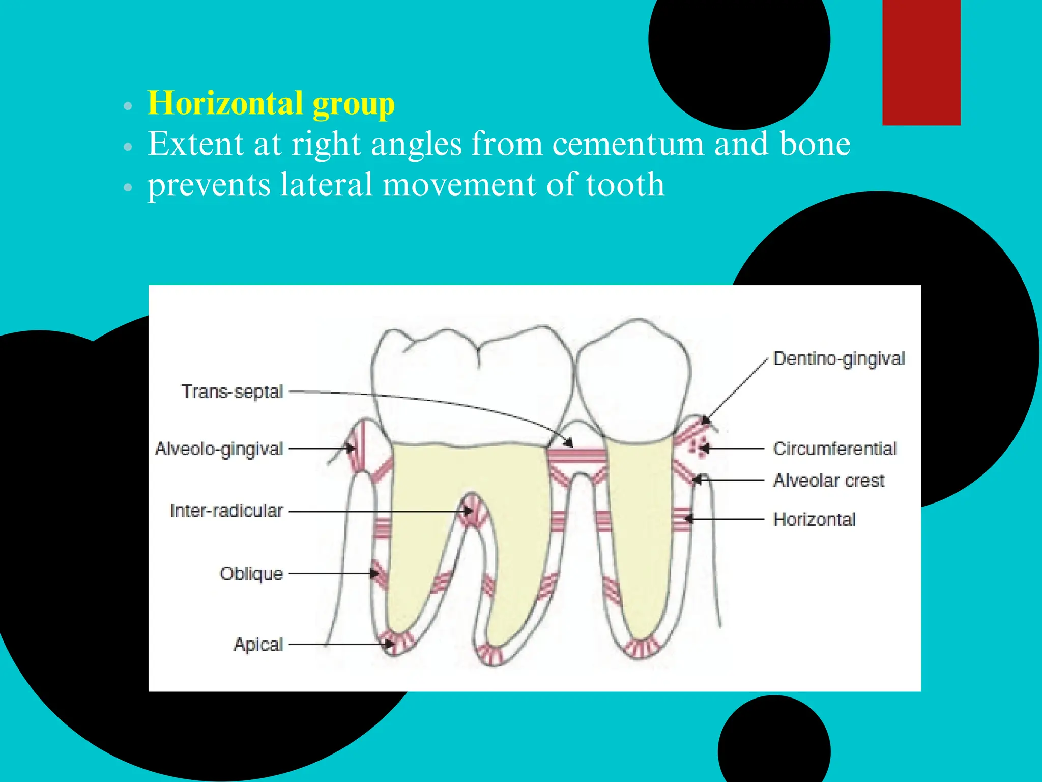 periodontal ligament.pdf | Free Download