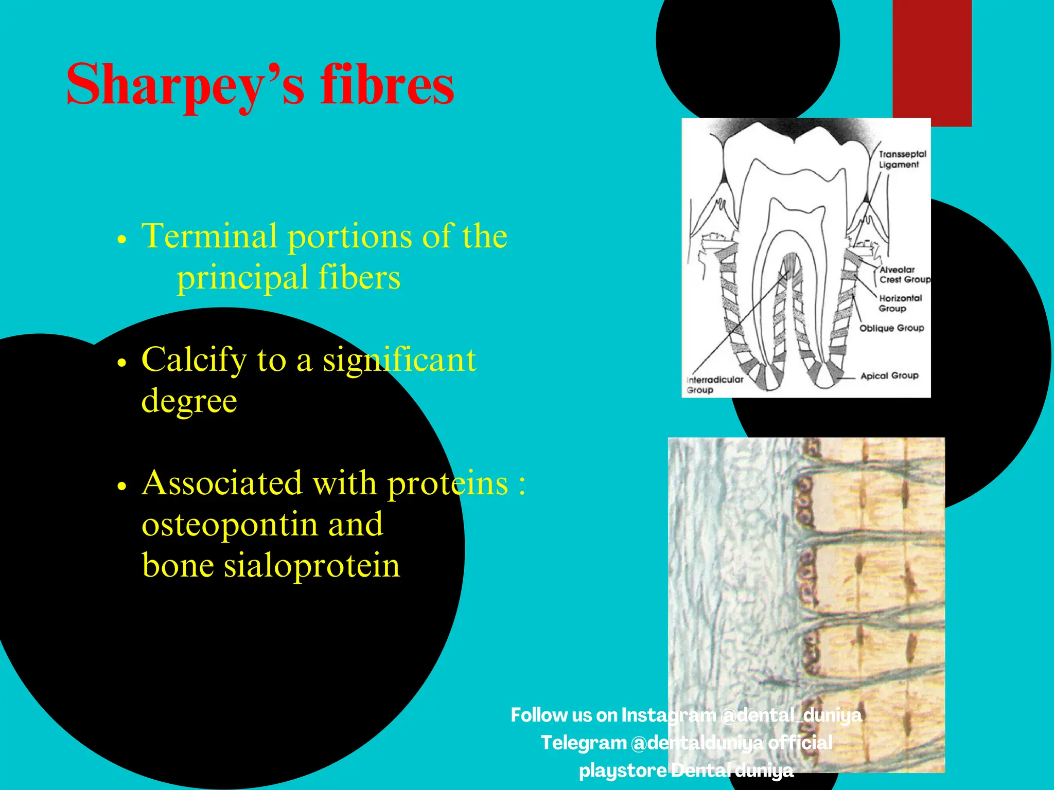 periodontal ligament.pdf