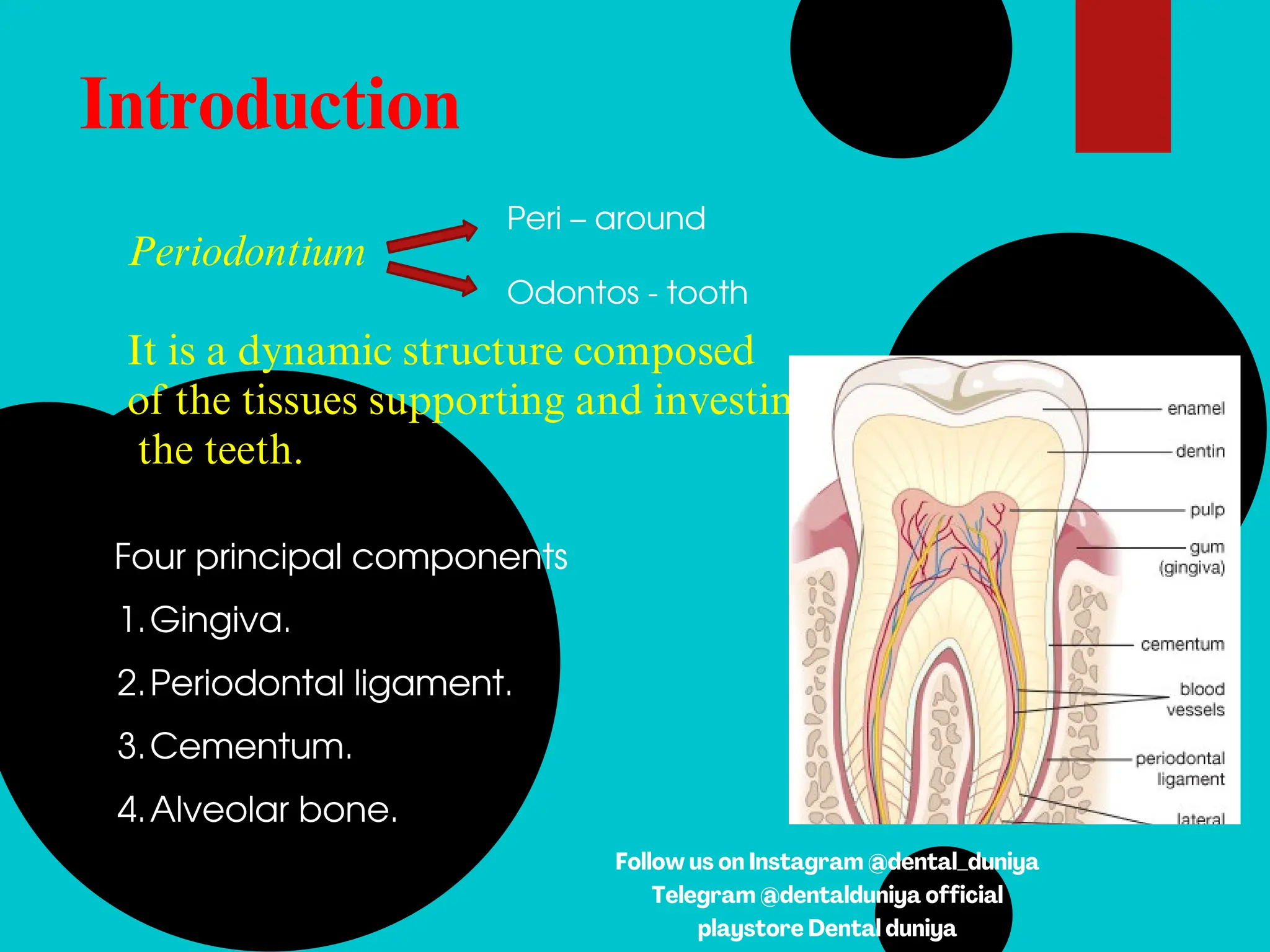 periodontal ligament.pdf