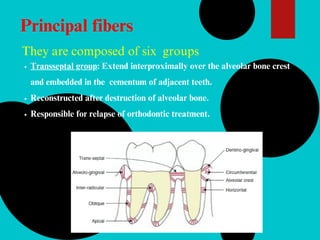 periodontal ligament.pdf
