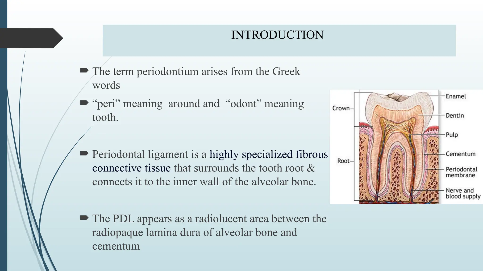 PERIODONTAL LIGAMENT in periodontium and | PPTX