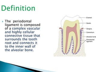 PERIODONTAL LIGAMENT-Dr.Mary Joseph.pptx
