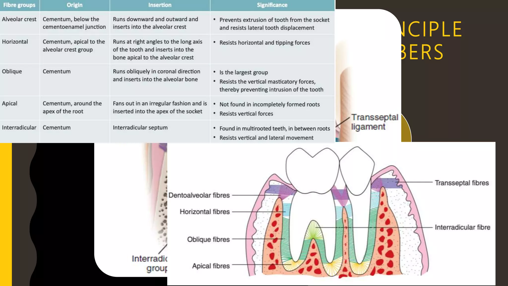 Periodontal ligament - Part 1 | PPTX