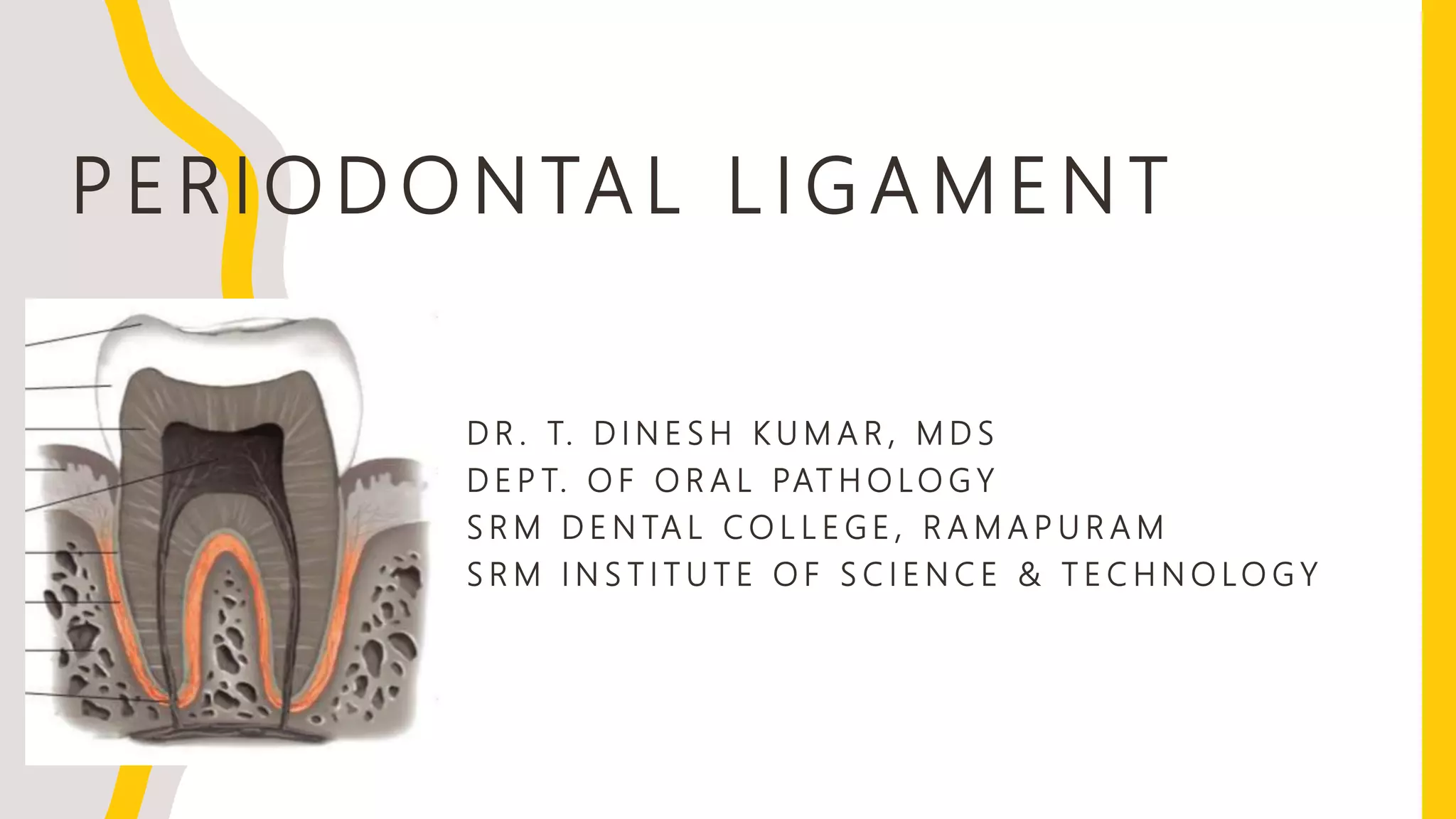 Periodontal ligament - Part 2 | PPT