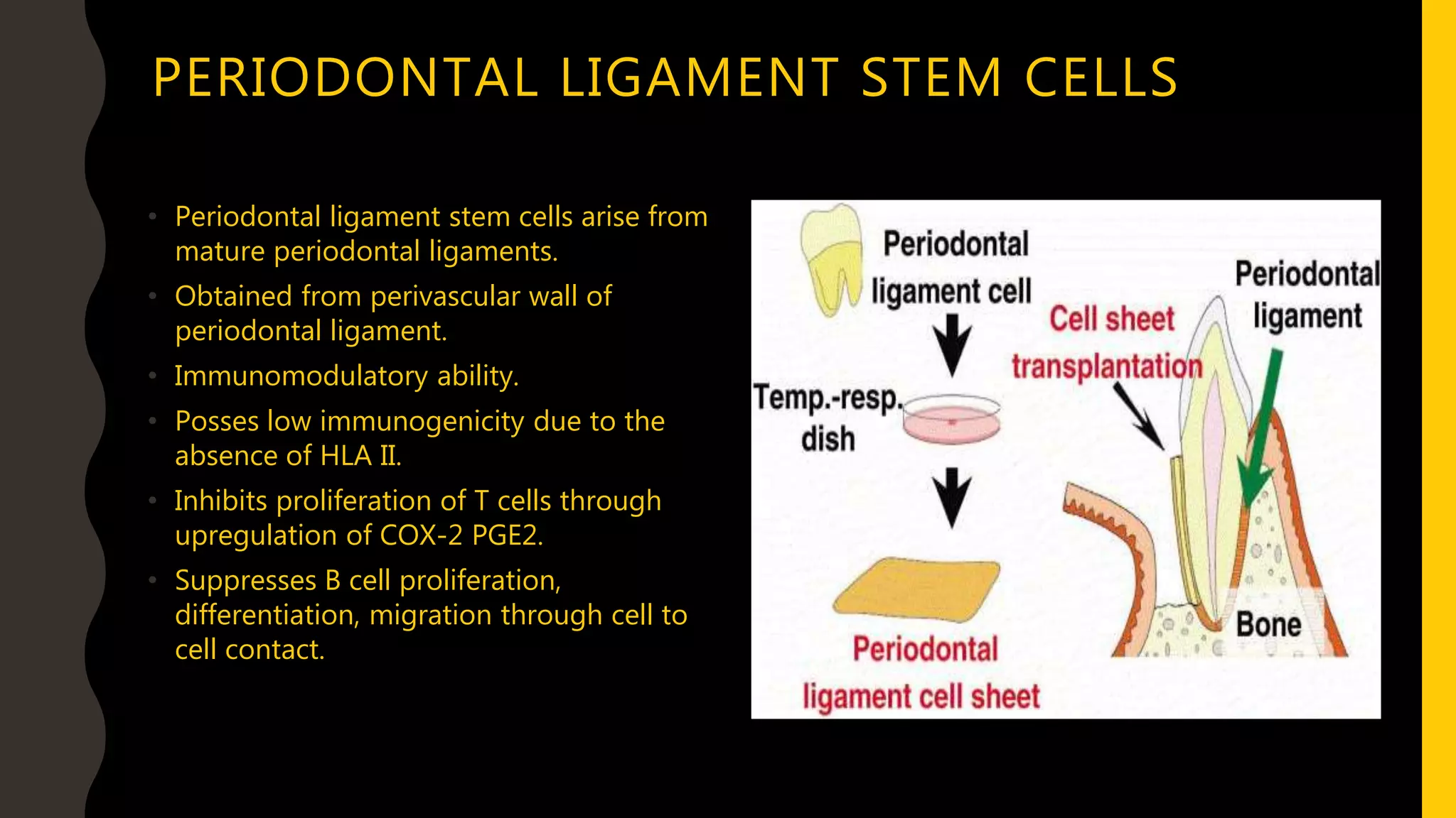 Periodontal ligament - Part 2 | PPT