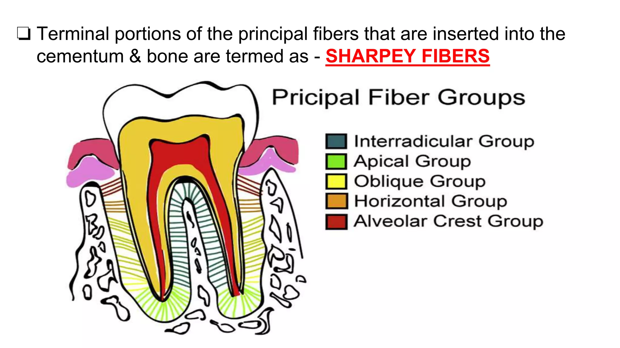 Periodontal ligament | PPTX