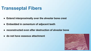 Periodontal ligament | PPTX