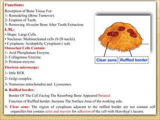 Periodontal ligament dr. sherif hassan | PPTX