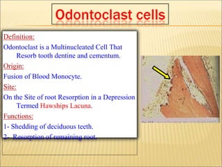 Periodontal ligament dr. sherif hassan | PPT