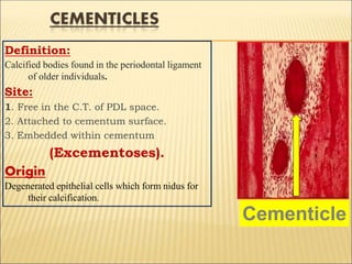Periodontal ligament dr. sherif hassan | PPT