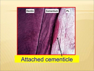 Periodontal ligament dr. sherif hassan | PPT