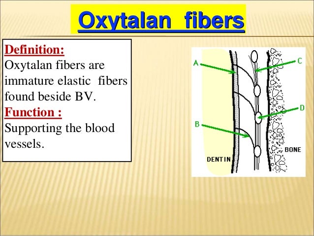 Periodontal ligament dr. sherif hassan