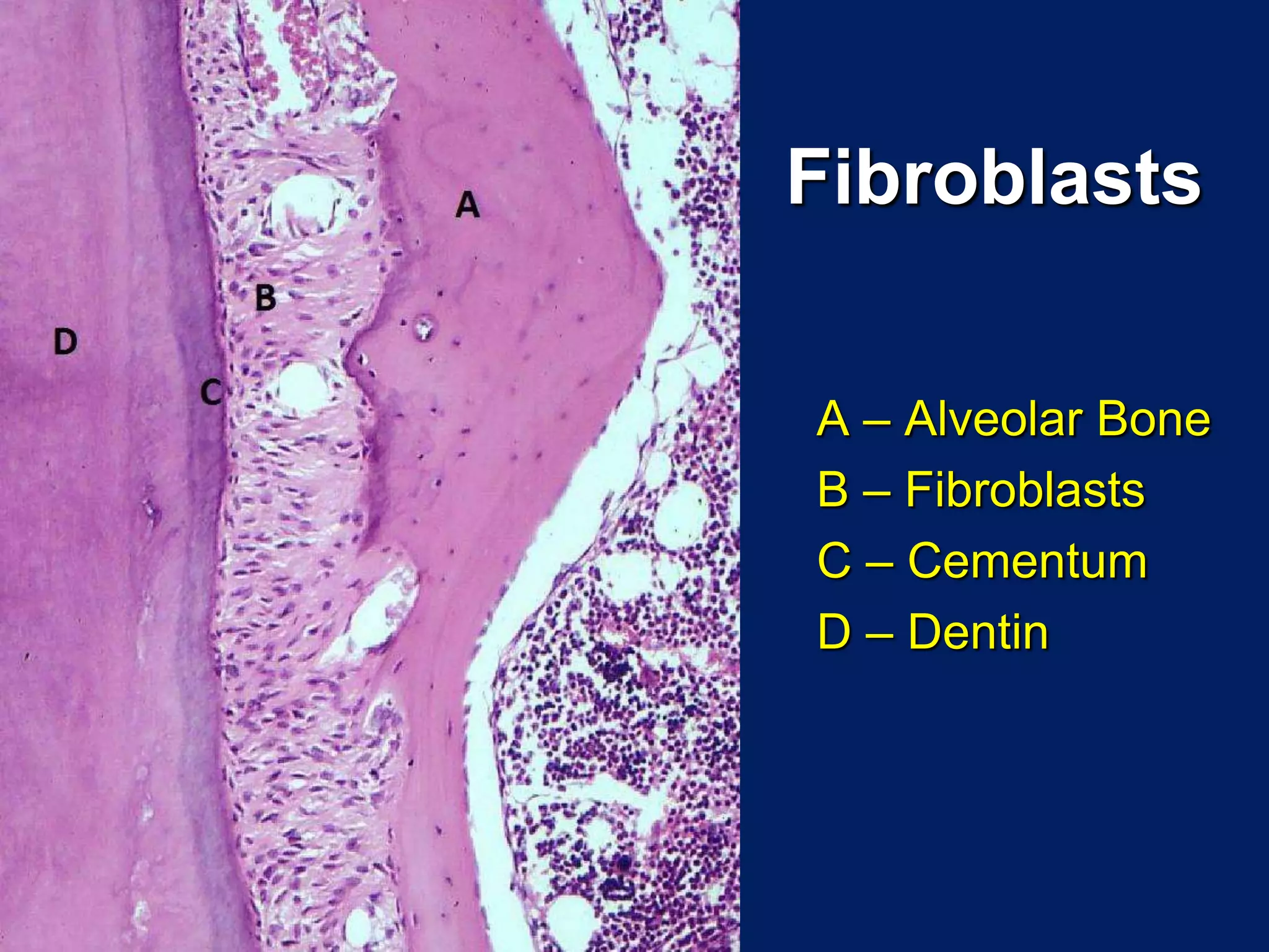 Periodontal Ligament.ppt