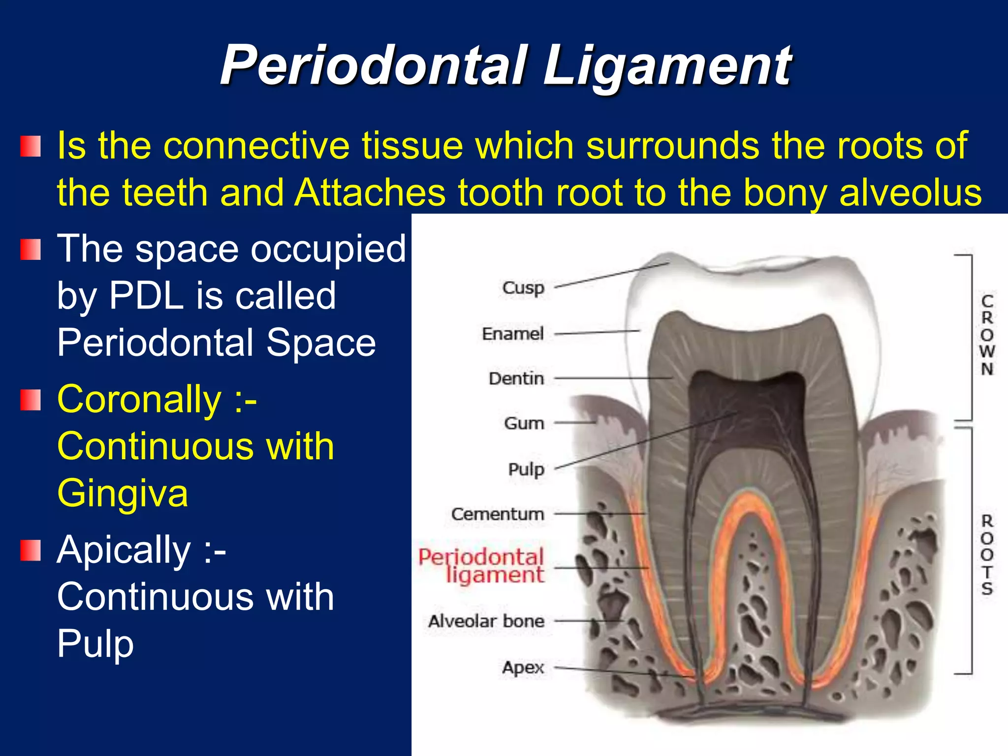 Periodontal Ligament.ppt
