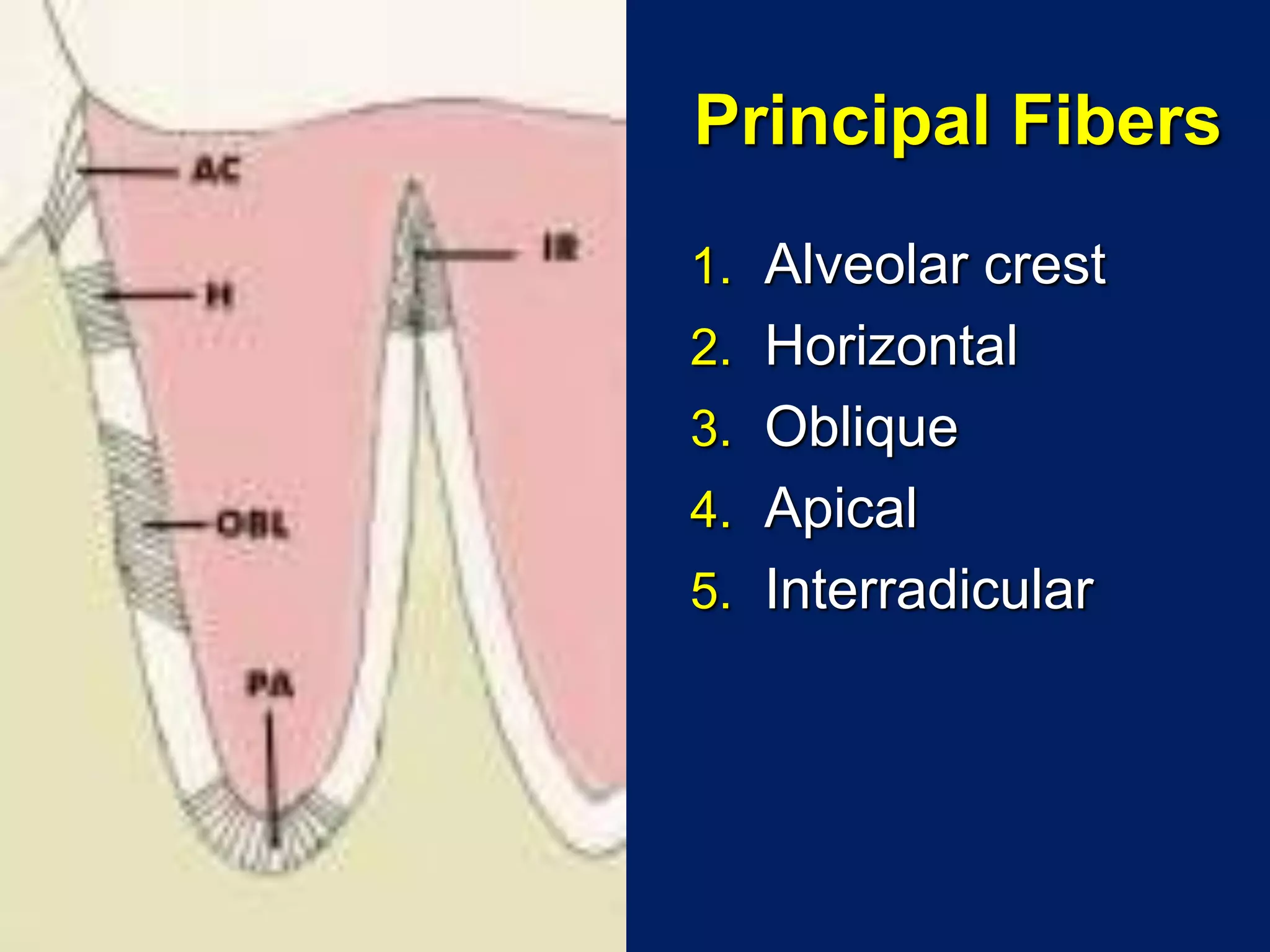 Periodontal Ligament.ppt