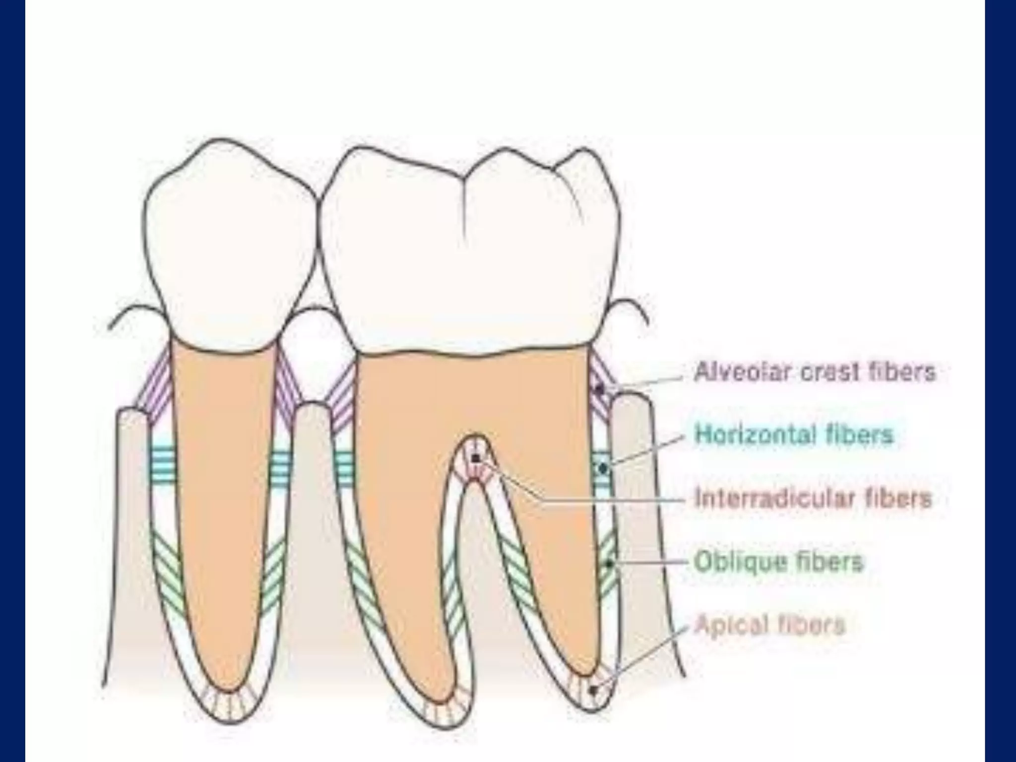 Periodontal Ligament.ppt