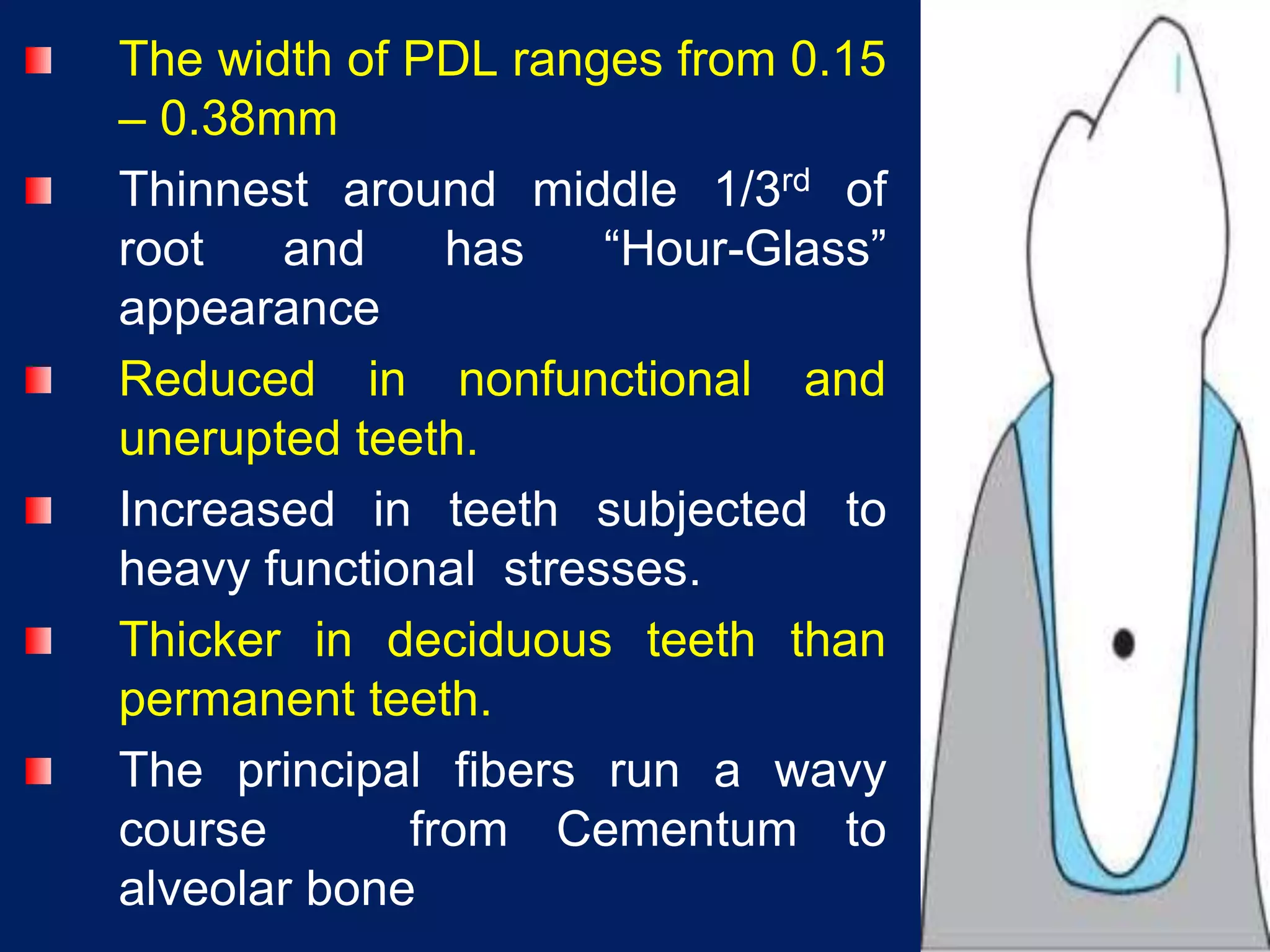 Periodontal Ligament.ppt