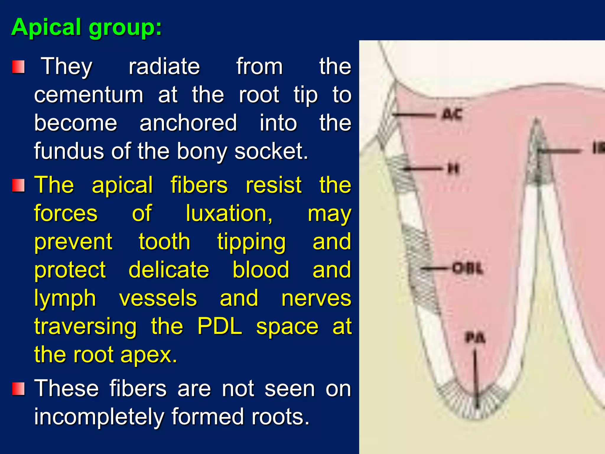 Periodontal Ligament.ppt