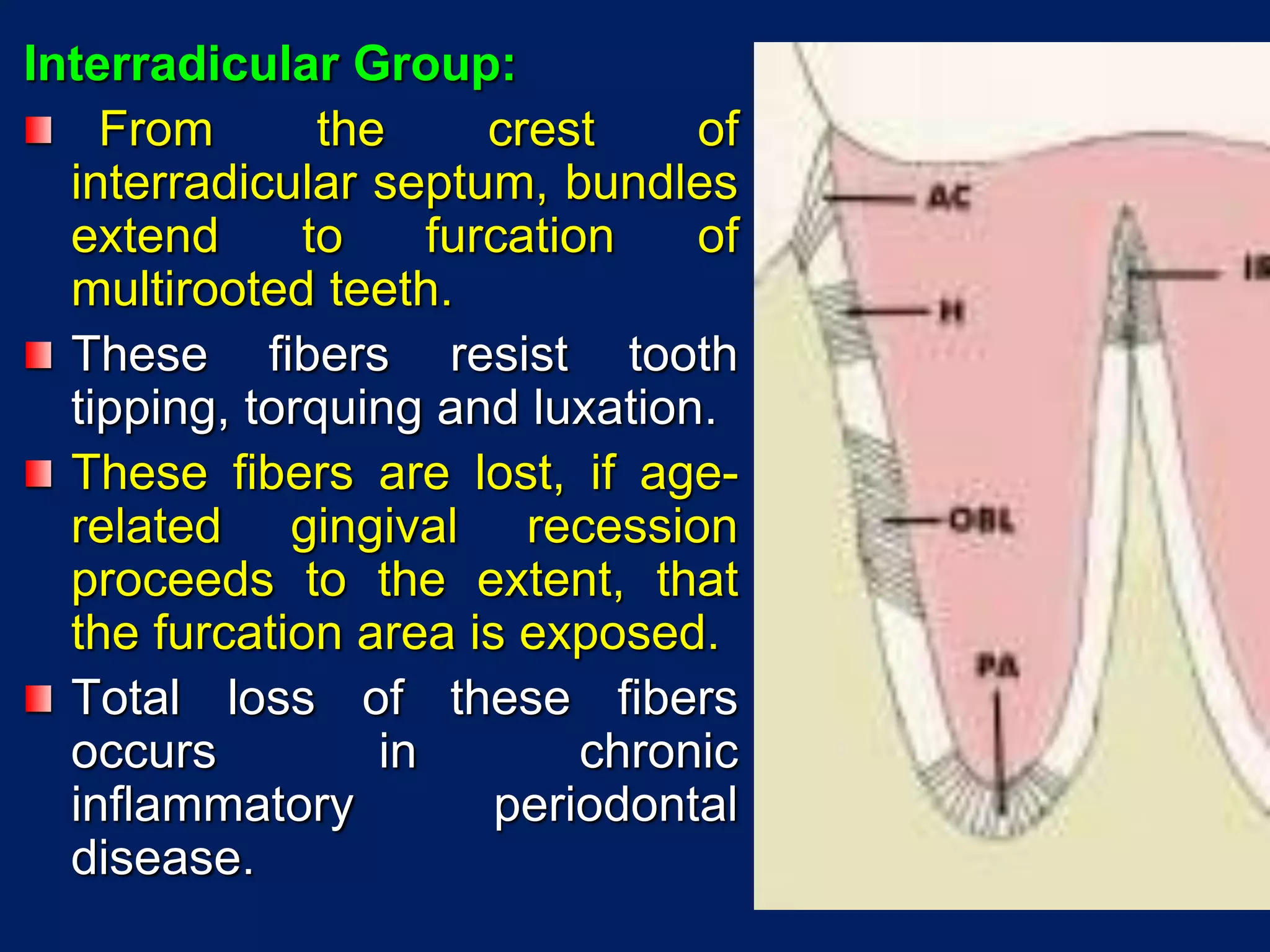 Periodontal Ligament.ppt