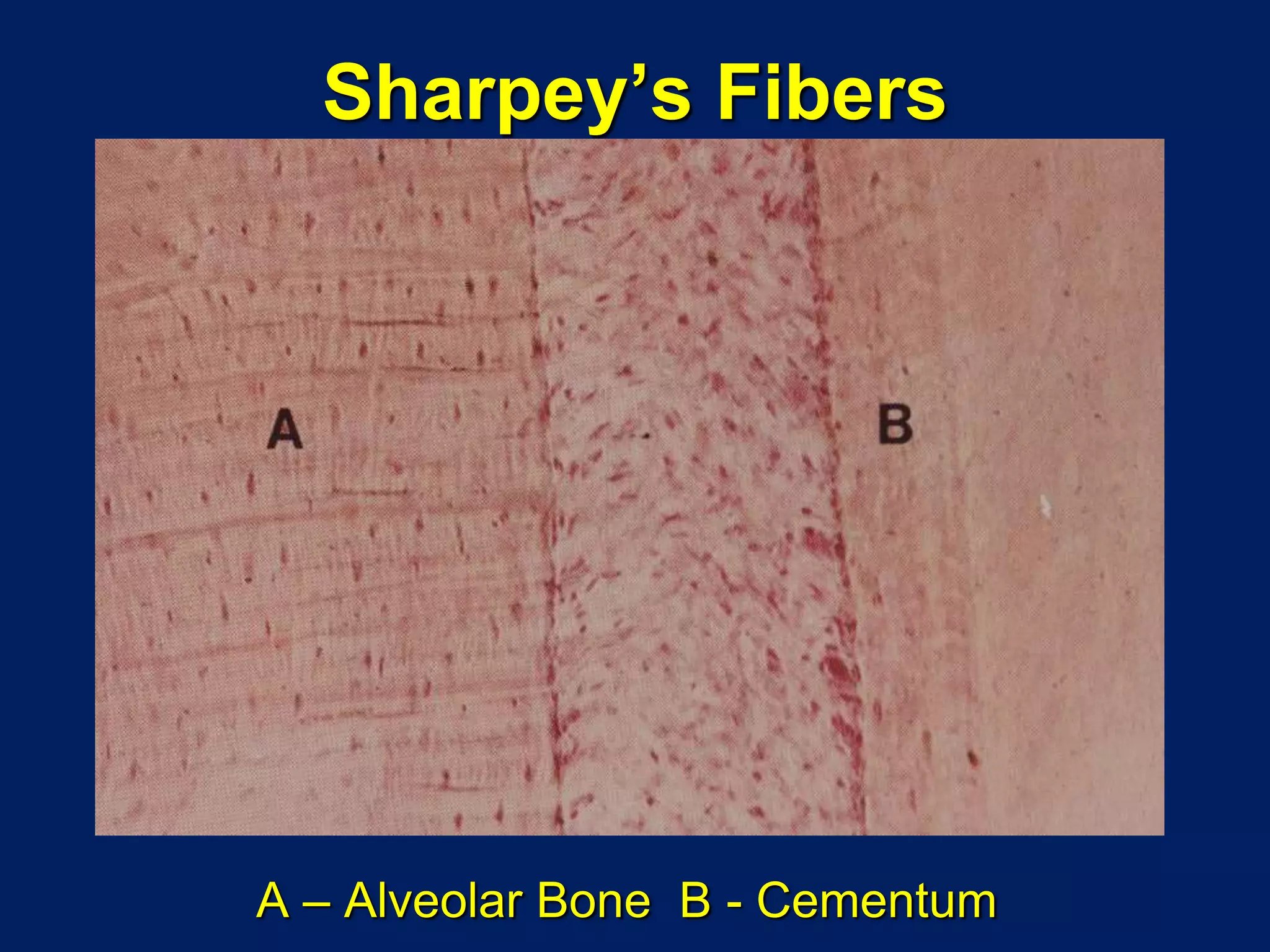 Periodontal Ligament.ppt