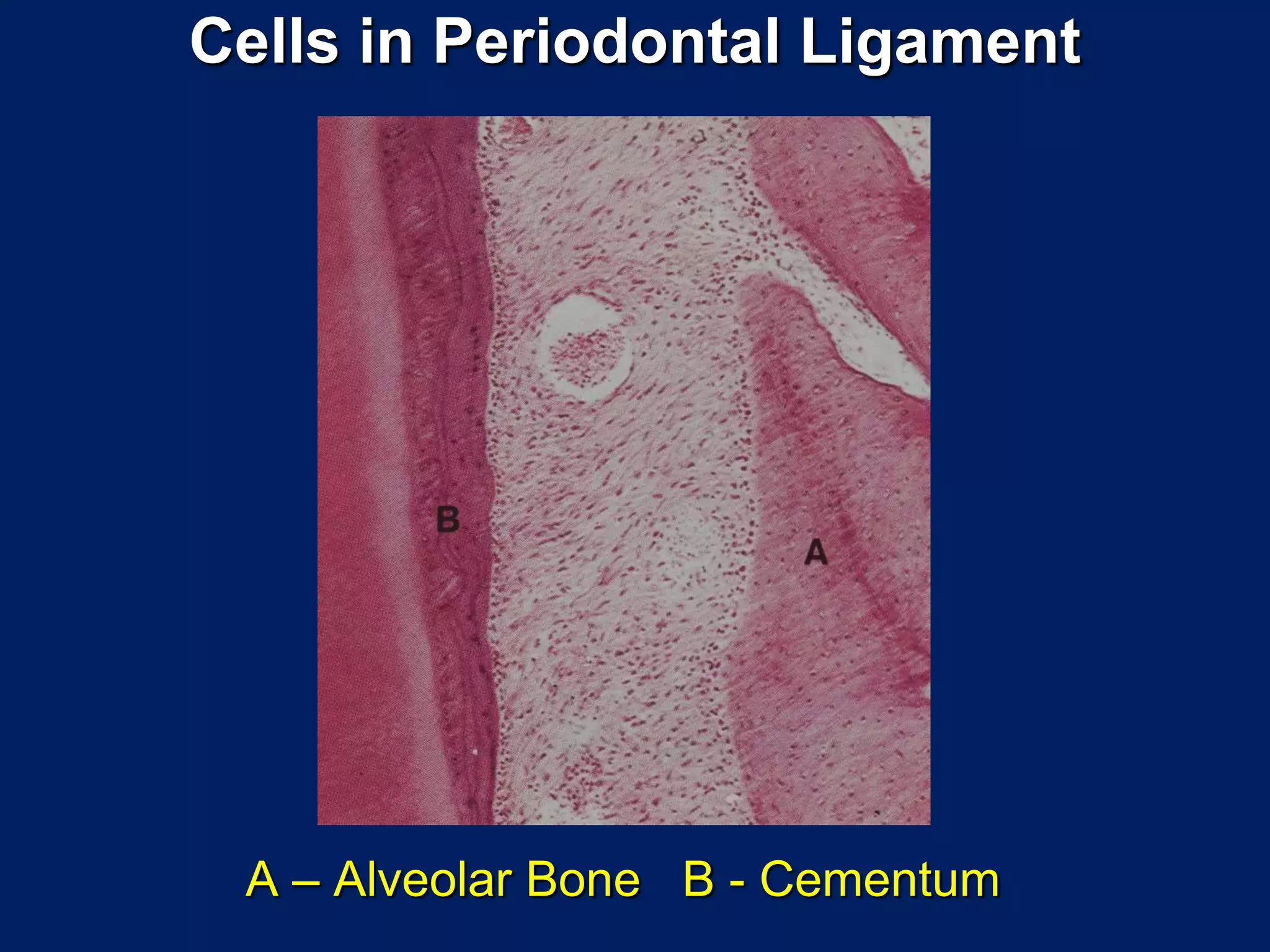 Periodontal Ligament.ppt