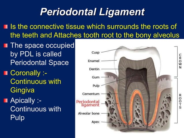Periodontal Ligament.ppt | Dental Health | Diseases and Conditions