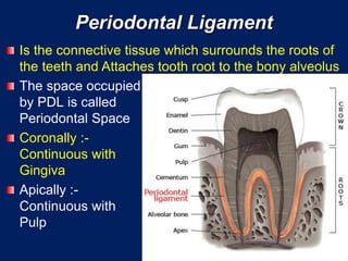 Periodontal Ligament.ppt