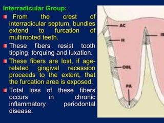Interradicular Septum