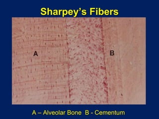 Sharpeys Fibers Histology