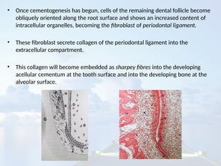 Histo physiology and function of Perioodntal ligament | PPTX