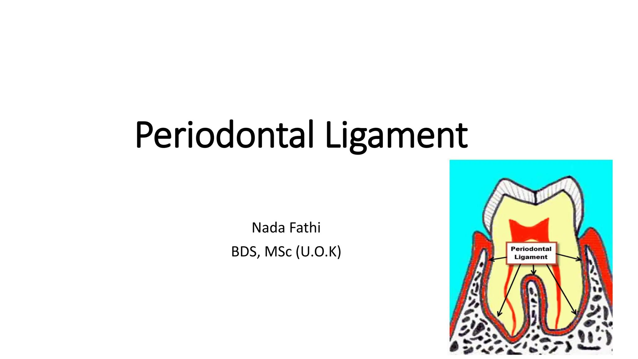 periodontal ligament lecture. .pdf