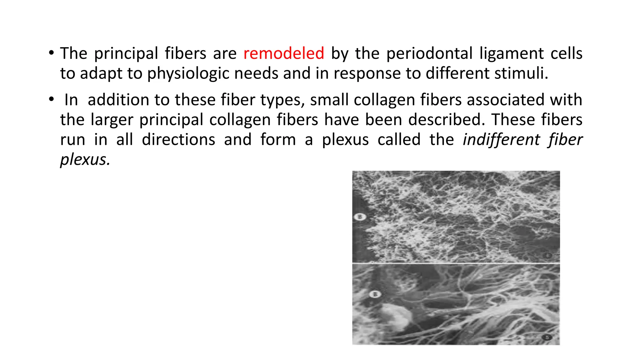 periodontal ligament lecture. .pdf
