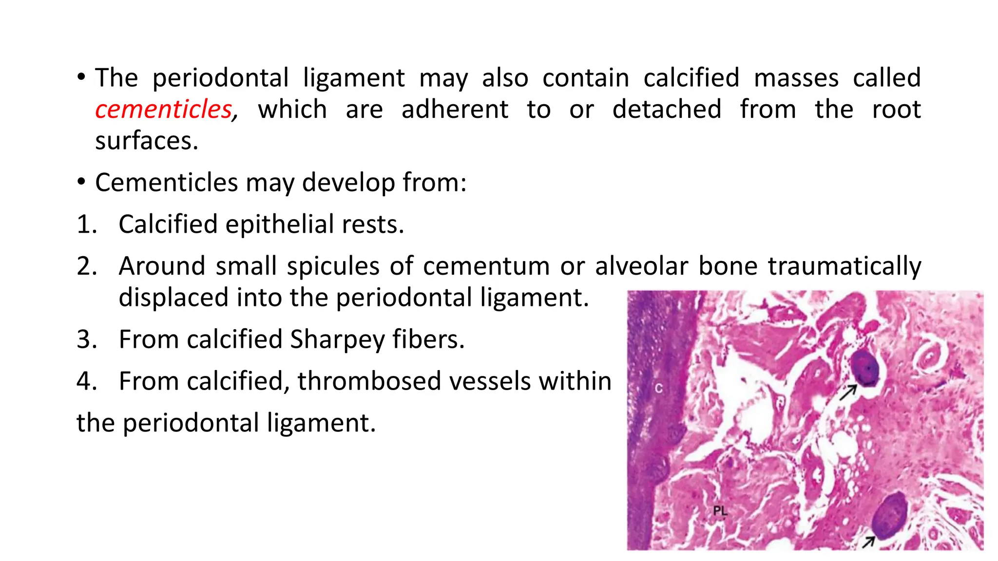 periodontal ligament lecture. .pdf
