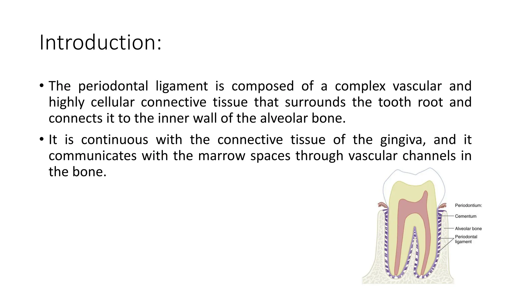 periodontal ligament lecture. .pdf
