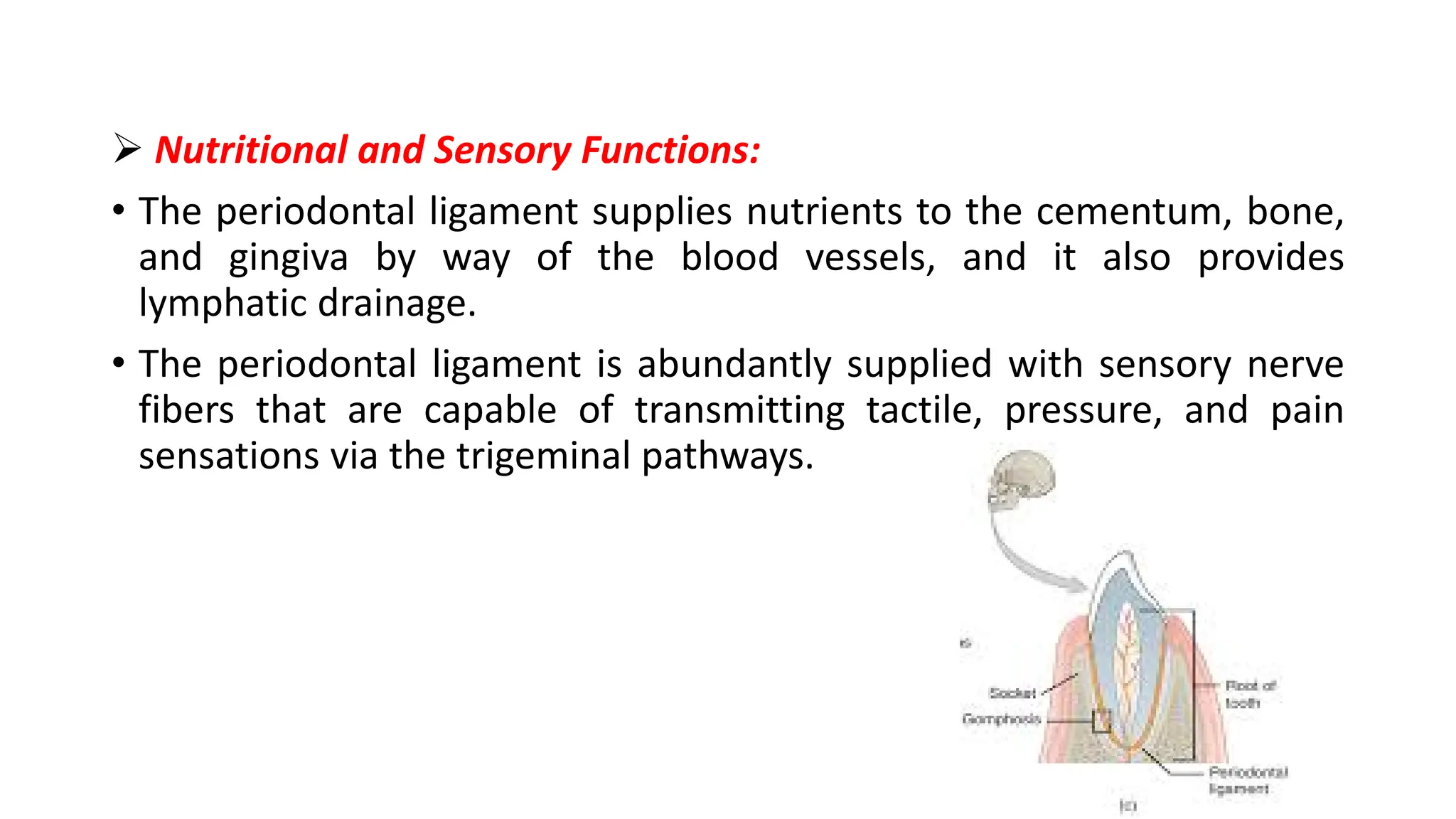 periodontal ligament lecture. .pdf
