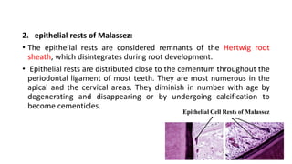 periodontal ligament lecture. .pdf