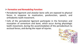 periodontal ligament lecture. .pdf