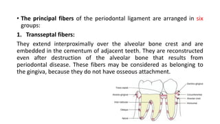 periodontal ligament lecture. .pdf