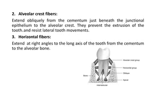 periodontal ligament lecture. .pdf