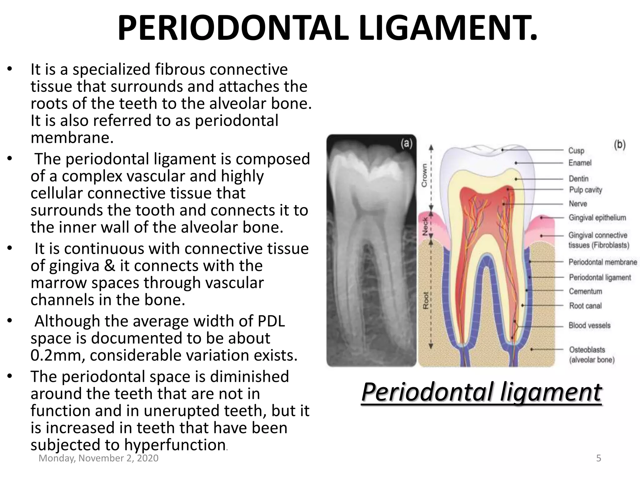 Periodontal ligament | PPTX