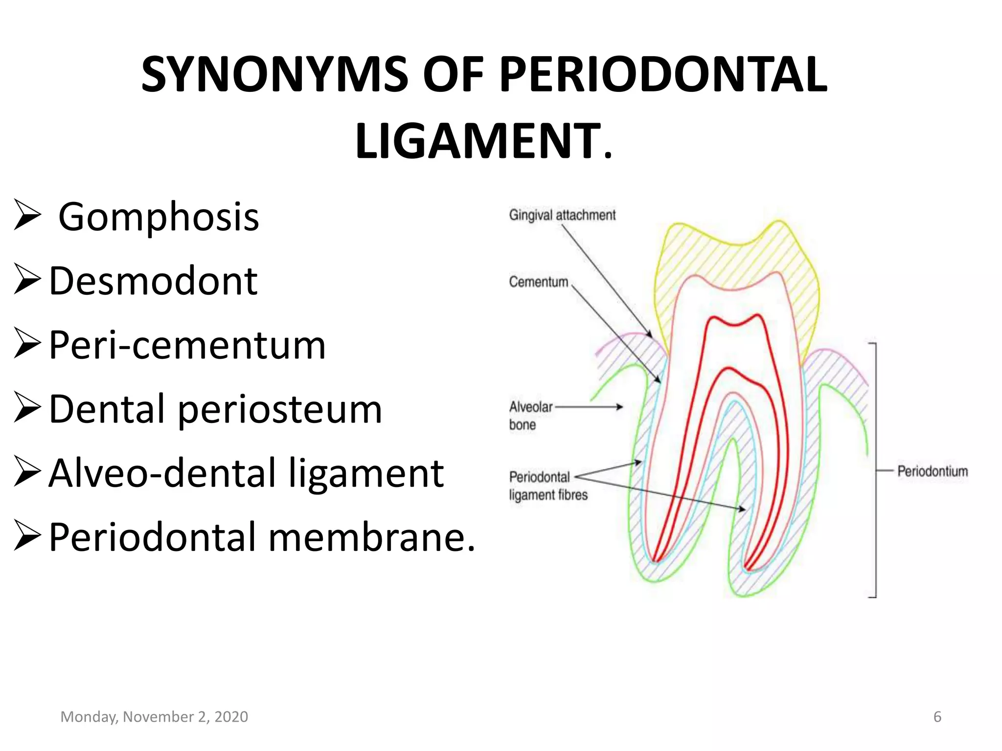 Periodontal ligament | PPTX