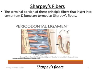 Sharpeys Fibers