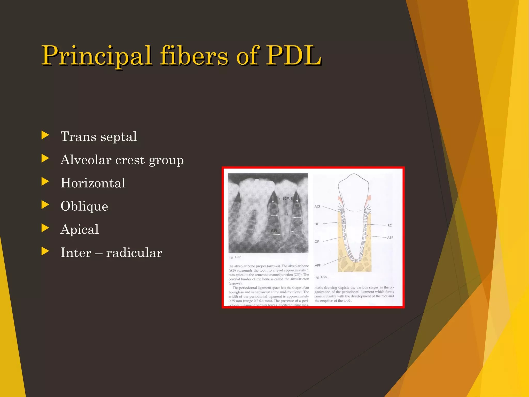 Periodontal ligaments | PPT