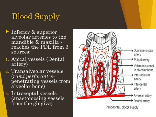 Periodontal ligaments