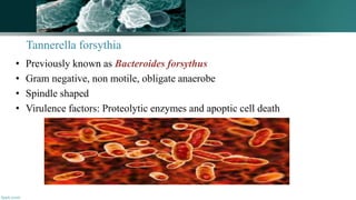 Periodontal microbiology [autosaved] | PPTX